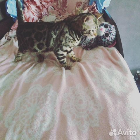 Кот бенгал
