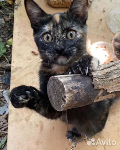 Кошечки ласкуши