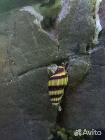 Улитка хелена