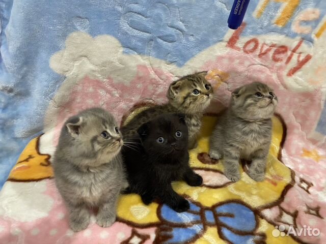 Шотланские мальчики