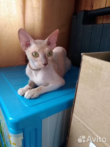 Лысая кошка