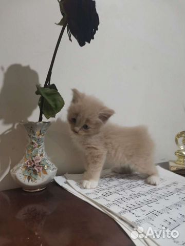 Кошки в добрые руки бесплатно