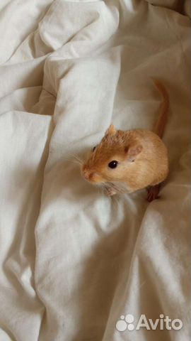 Песчанка с клеткой