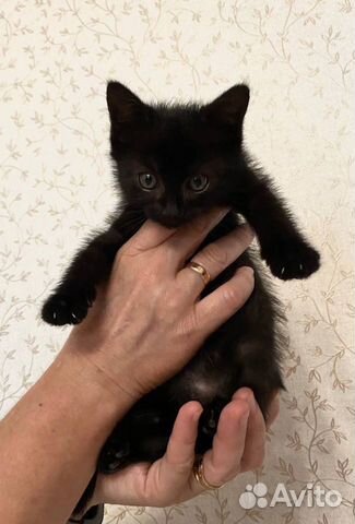 Котенок-девочка в добрые руки