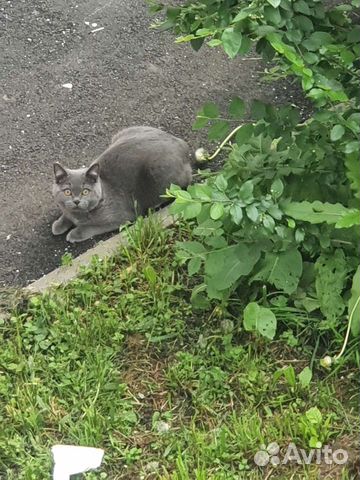 Нашли котика во дворе