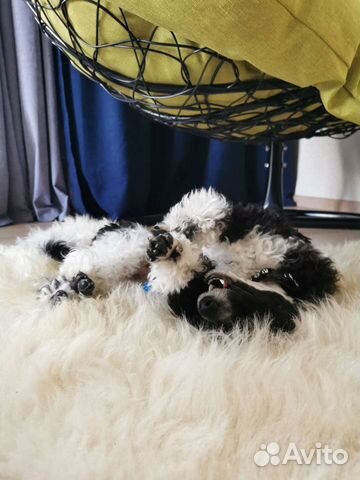 Той-пудель Арлекин, вязка