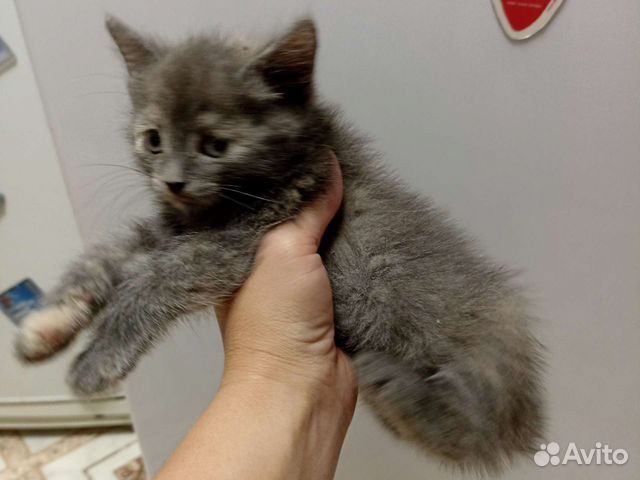 Кошка в дар бесплатно