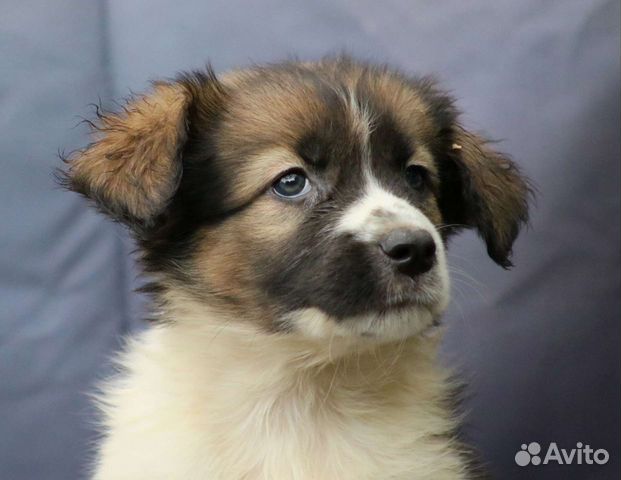 Малютка Изара мечтает о доме