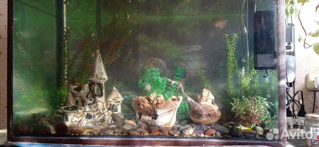 Аквариумы, и аксессуары к ним