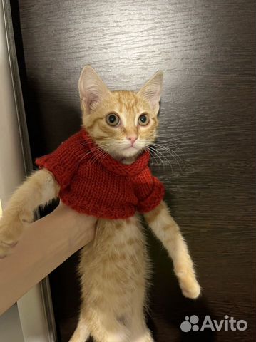 Котенок рыжая девочка Ева в добрые руки