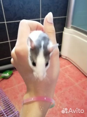 Продаю крысок