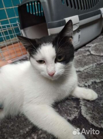 Кошка Снежа