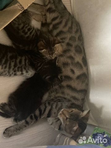 Котята полубенгалы
