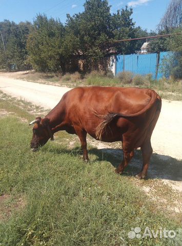 Коровы стельные 2 головы