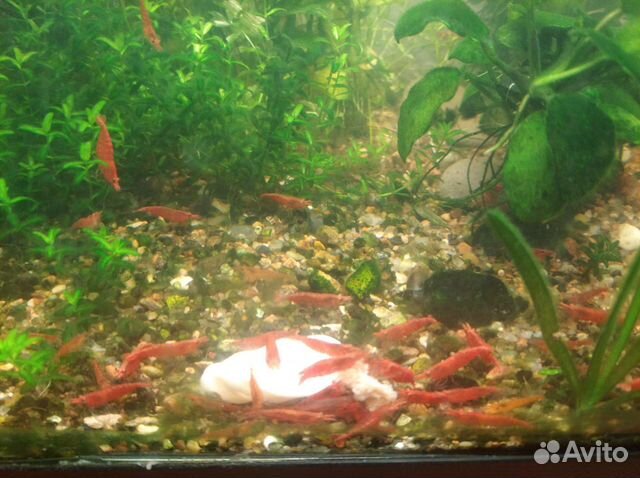 Креветки Черри пресноводные