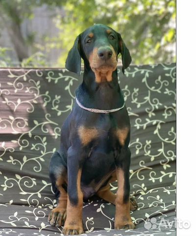 Щенки добермана с документами