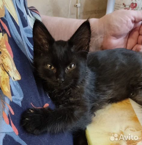 Котенок 3 мес. (метис сибирской кошки)