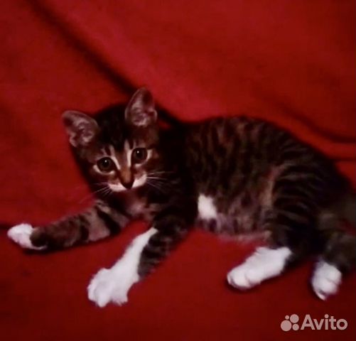 Котёнок в добрые руки