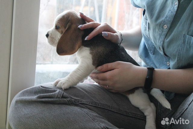 Щенки бигль