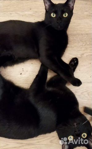Кот и кошка