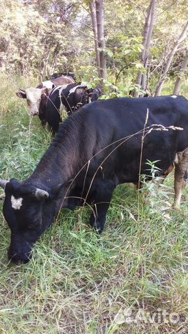 Продам Быков