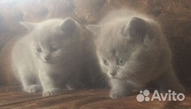 Продаётся мальчик британец