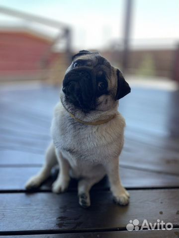 Мопс 2 года