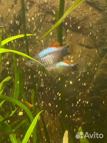 Аквариумные рыбки пецилии неоновые микимаус