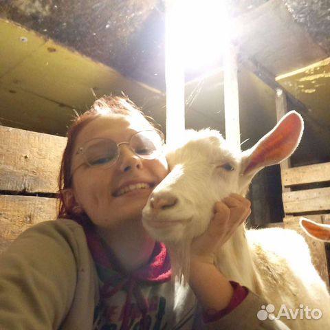 Козочка суточная от 6 литровой козы