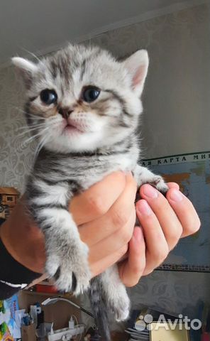 Шотландский котенок - девочка