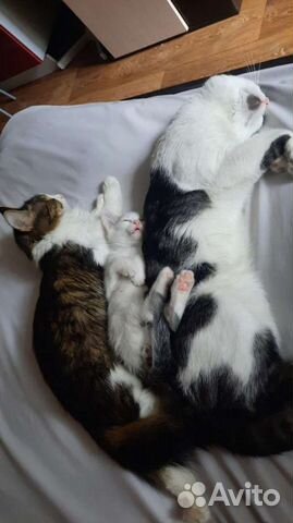 Кошачья семья