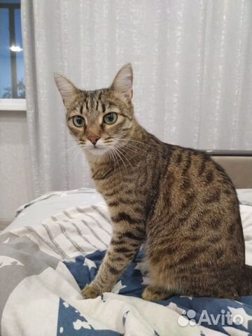 Кот в добрые руки
