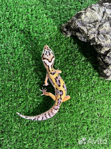 Ящерица эублефар