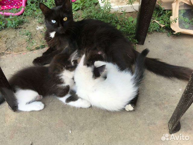 Кошка в дар