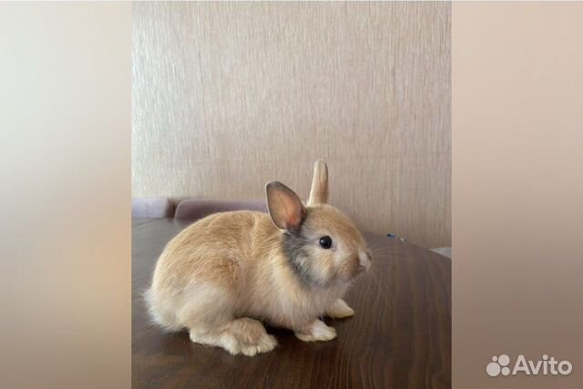 Декаративные кролики