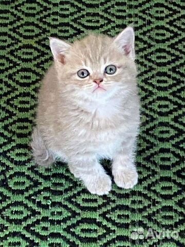 Шотландский котенок лилового окраса