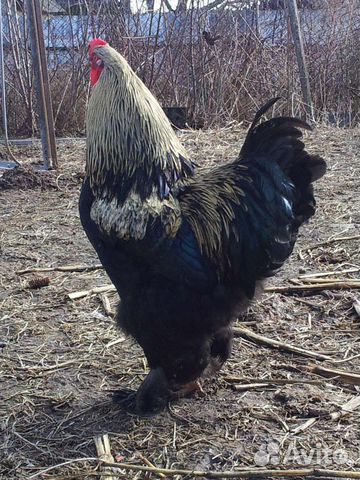 Петух кохинхин