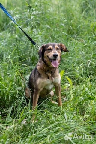 Собака - улыбака