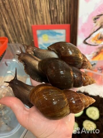 Улитки Ахатины 3 штуки в добрые руки