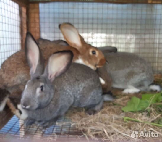 Кролики 4мес. 10 штук