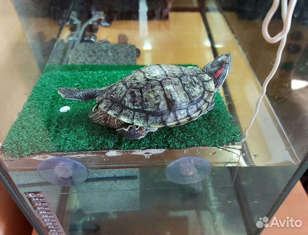 Красноухая черепаха