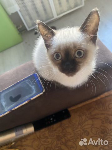 Балинезийский породистый котенок