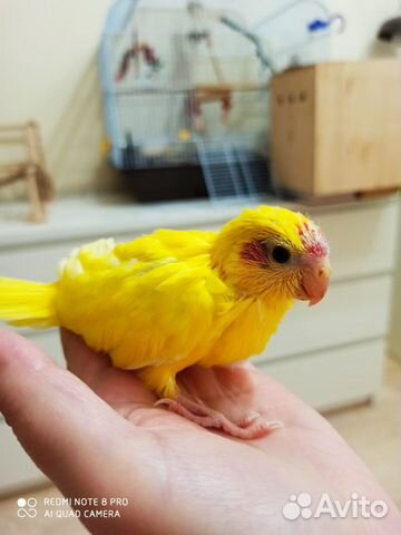 Попугай какарик птенец ручной