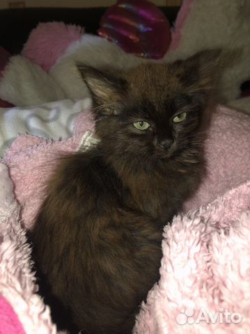 Возьмите котенка