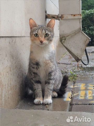 Кошка Лилу в добрые руки