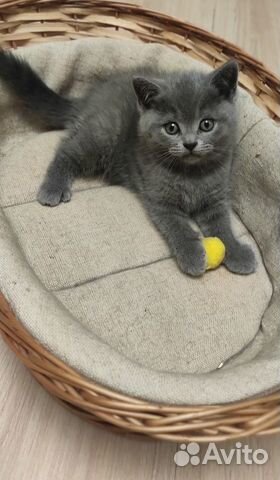 Британские котята короткошерстные