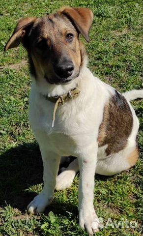 Собака в добрые руки, щенок