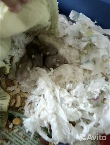 Джунгарские хомячки