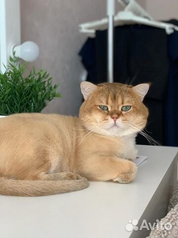 Кот золотая шиншилла