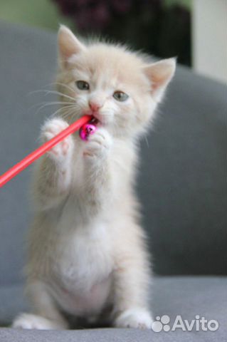 Котенок Облачко в дар